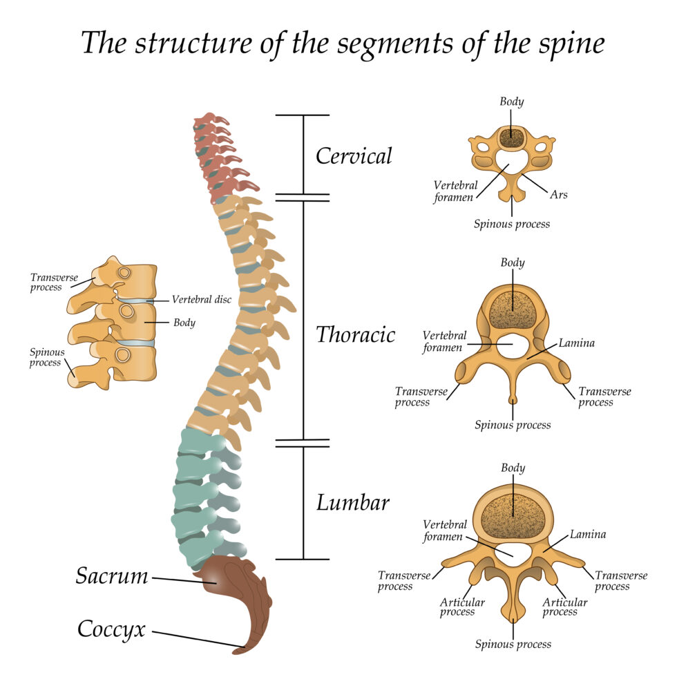Spine Anatomy | David Berro